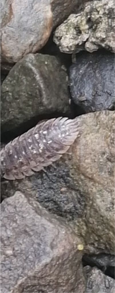 Minibeast Hunt | Scoil Naomh Cualán